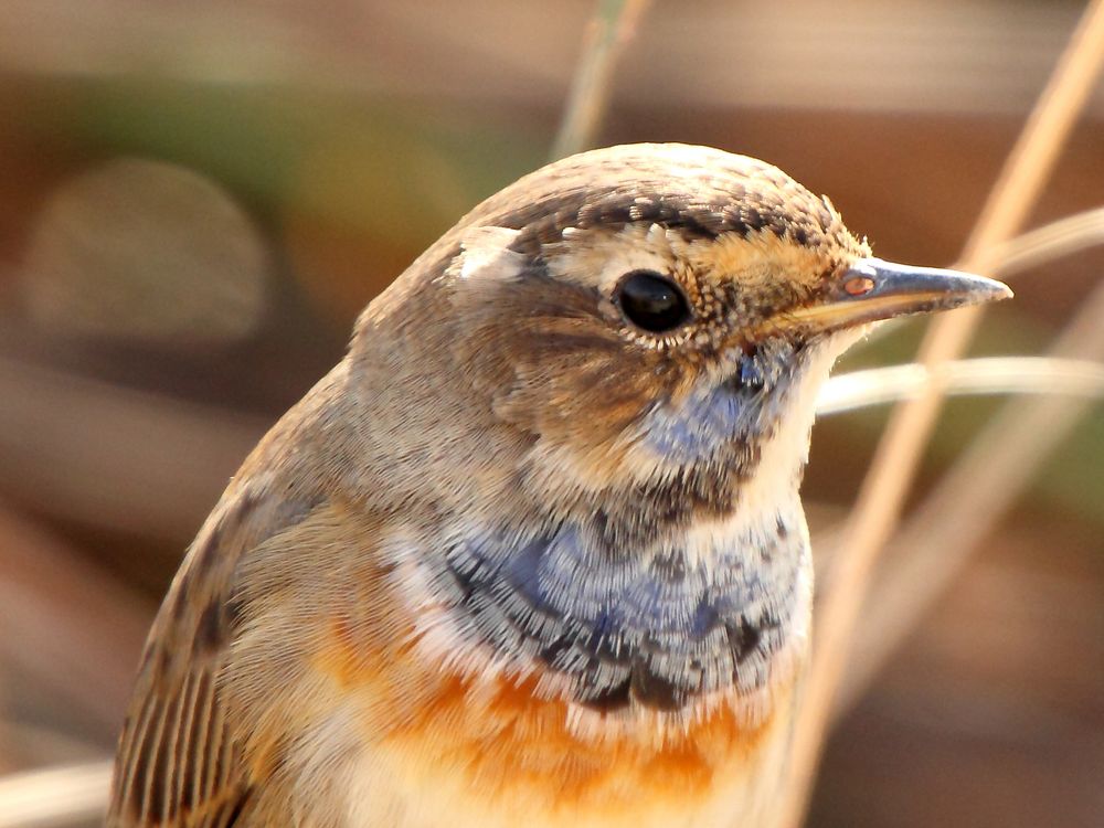AVES DEL CIELO - BIRDS OF HEAVEN: UN AVE MARAVILLOSA-EL RUISEÑOR ...